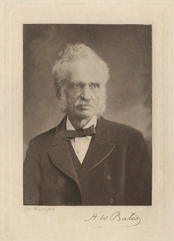 Henry Walter Bates Portrait Print – National Portrait Gallery Shop